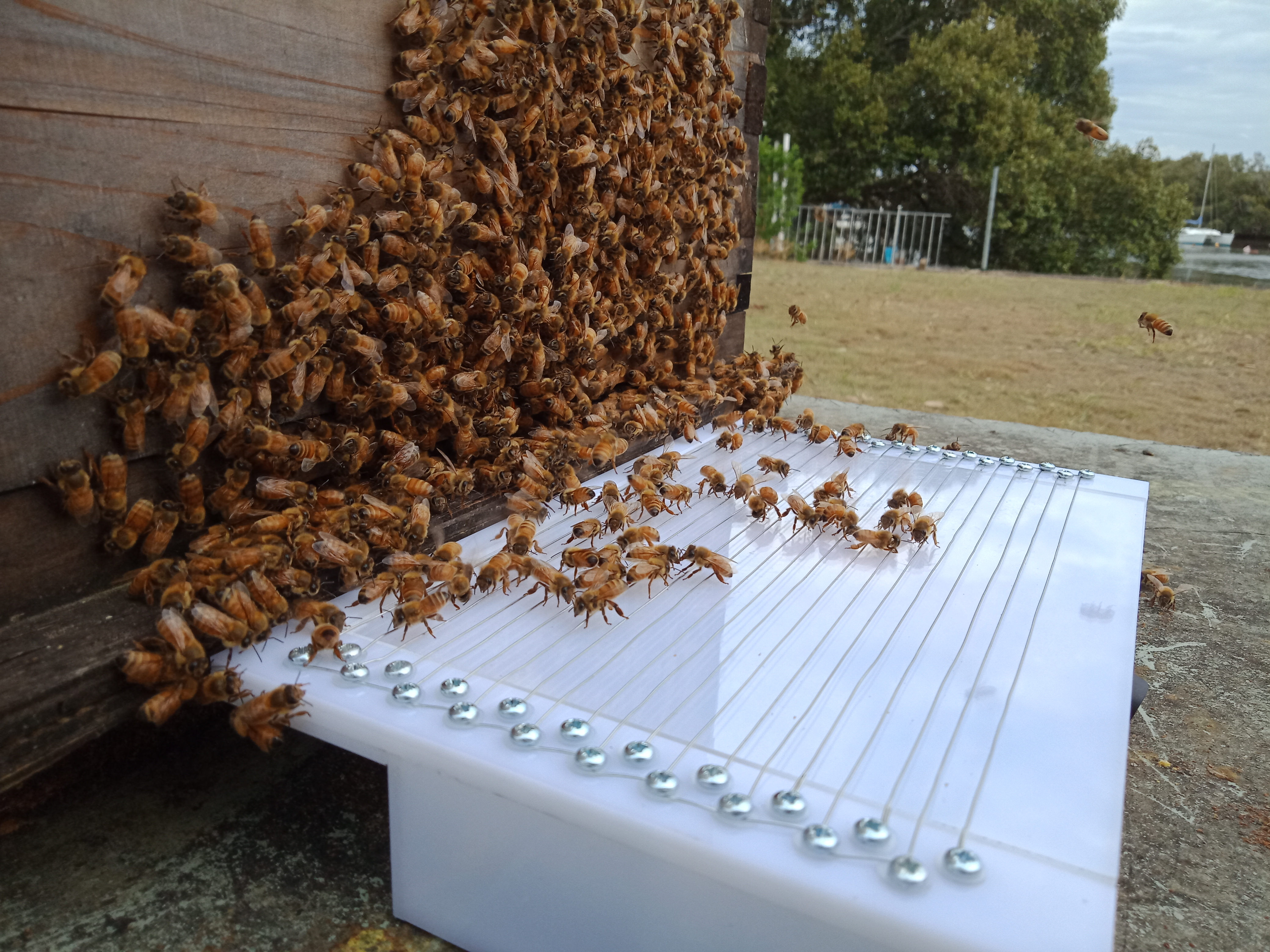 Australian Bee Venom Collector – Whale Labs Pty Ltd